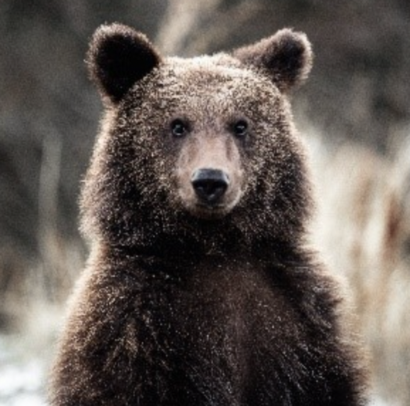 Idaho Animals Camp ages 6-8 | Childrens Museum of Idaho